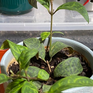 Begonia monica - Etsy