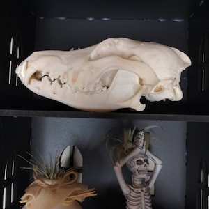 10 Deer Distal Phalanx Bones Phalanges Knuckle Bones | Etsy