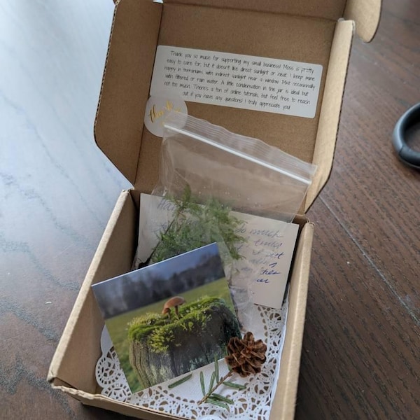 Badge Moss Plagiomnium Insigne Terrarium Glass Jar Vial Mini Forest ...