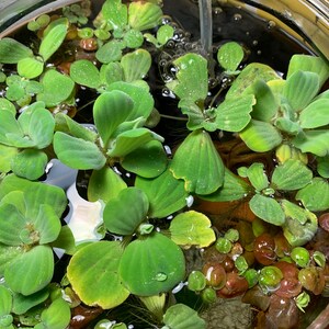 Combo 5 Dwarf Water Lettuce 5 Red Root Floaters Live | Etsy