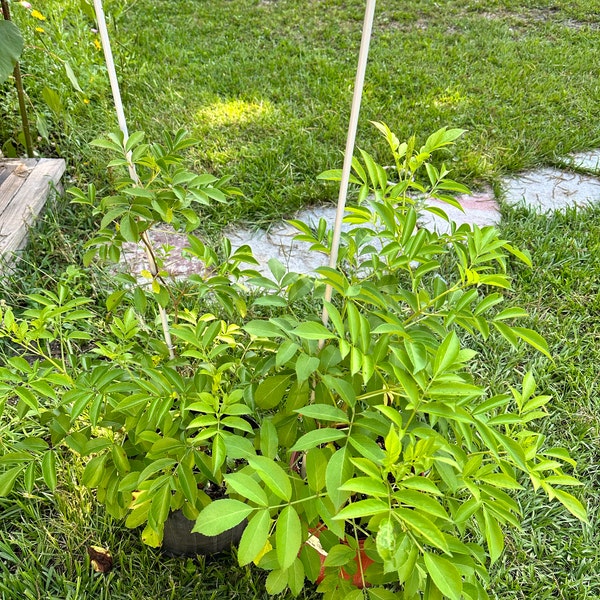 Luna & Moth Food Sweet Gum Leaves Liquidambar Styraciflua Host Plant - Etsy