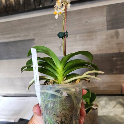 Phal. Sogo Vivien 'SOGO F858' variegata & Peloric - Etsy