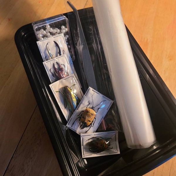 Complete Beetle Mounting Kit - Beetle Spreading and Pinning Kit ...