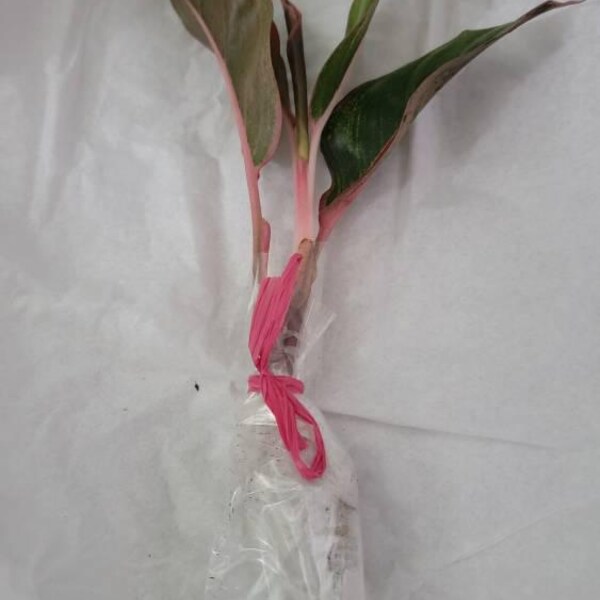 Healthy Chaya Plant Cuttings With Emeritus Gardens Plant Food and Chaya ...