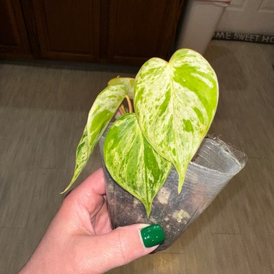 Epipremnum Aureum japanese Global Pothos Fully Rooted Extremely Rare ...