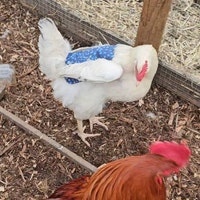 Buy 3 Get 1 FREE ! Chicken Saddles | Chicken Jackets | Hen Apron ...