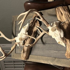 European Mount Plaque Custom Built - Etsy