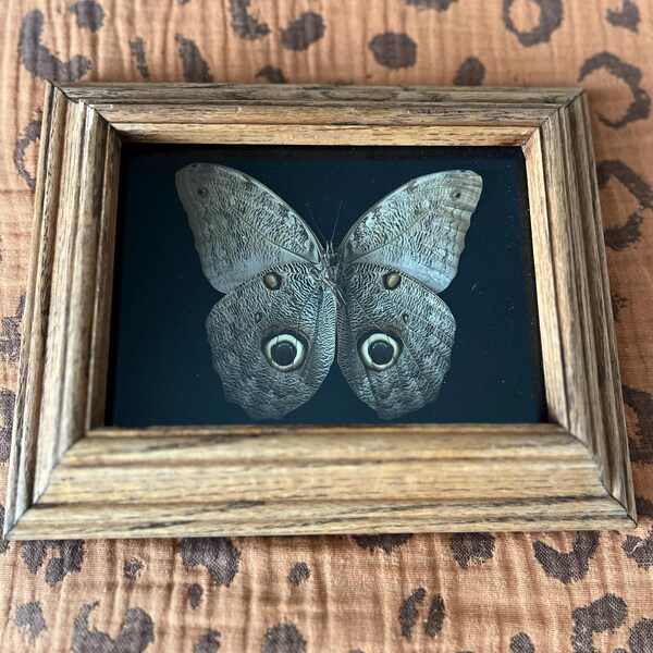Framed Butterfly, Gold Marble, Shadow Box, Pinned Insects, Butterfly ...