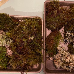 Star Moss Syntrichia Princeps Live Moss With Sporophytes - Etsy