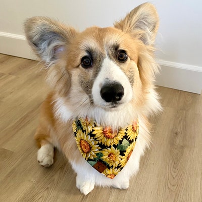 Batty Dog Bandana, Bats and Moons Dog Scarf, Snap on Halloween Dog ...