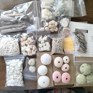 Medium Hebrew Cone Seashells Conus Ebraeus 5 Shells Approx. 1 Inches ...