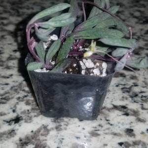 String of Little Pickles, Othonna Capensis ruby Necklace in 2 Inches ...