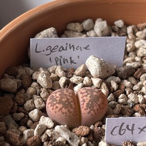 SEEDS Lithops Julii 10seeds 'red Flare' C259 | Etsy