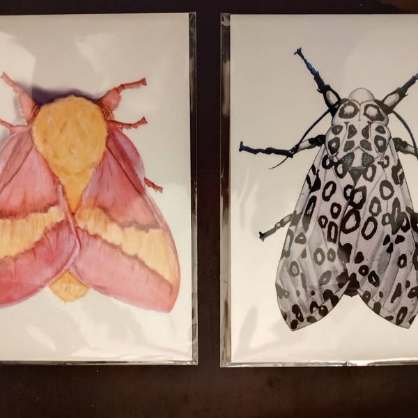 Watercolor Rosy Maple Moth Art Print - Etsy