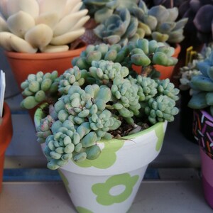 Hand Painted Baby Blue Bumble Bee Indoor Plant Pot, Terracotta Planter ...