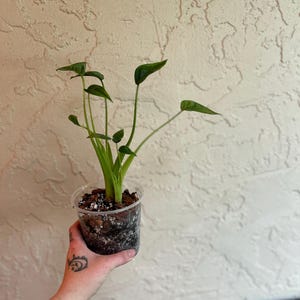 4 African Violet cabbage Patch - Etsy