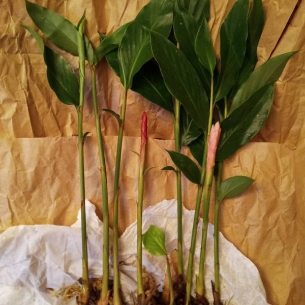 Theobroma Cacao Amelonado/forastero Live Rooted Plant Tree - Etsy