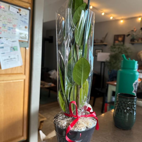FOSTER 4-pack LIVE 4 Inch Kalanchoe, Blooming Houseplant, Gardening ...
