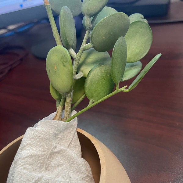 Green String Houseplant String of Coins Indoor or Outdoor Plant Easy ...