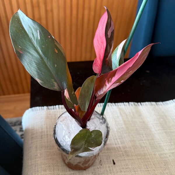 Philodendron Pink Princess Marble in 4" Pot, High Variegation - Etsy