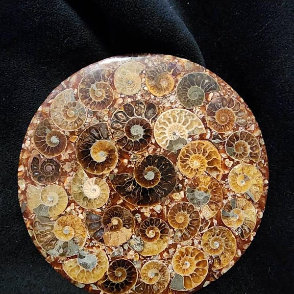 Natural Ammonite Fossil Conch ,specimen of Madagascar Healing Decor ...