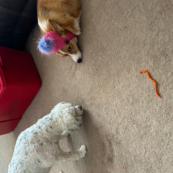 Corgi Beanie Dog Beanie Corgi Hats Dog Hat Dog Beanie Fur Baby Beanies ...