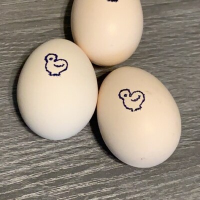 Mini Egg Stamp Silkie Chicken Egg Stamps Chickens Fresh Eggs Stamp ...