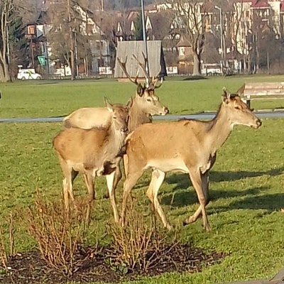 Corn Buttercup Ranunculus Arvensis 25 Seeds E 197 - Etsy