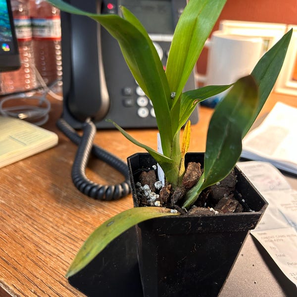 Double Rose Pikake hawaiian Pronunciation of peacock a Sweet-smelling ...