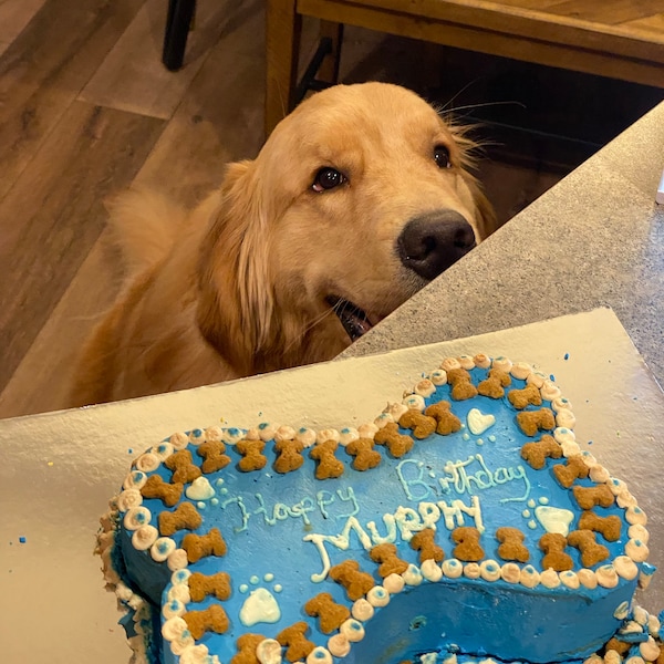Bone Shape Cakes - Etsy