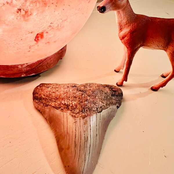 Lot Of 3 Fossil Great White Shark Teeth Prehistoric Tooth Etsy