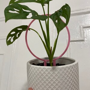 Plant Hoop/hoya Hoop/plant Climber/plant Trellis/plant Support/plants ...