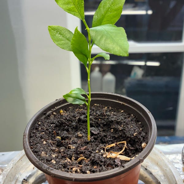 Lemon Baby Tree Starter Plant - Meyer Seedlings, Home Grown Citrus ...