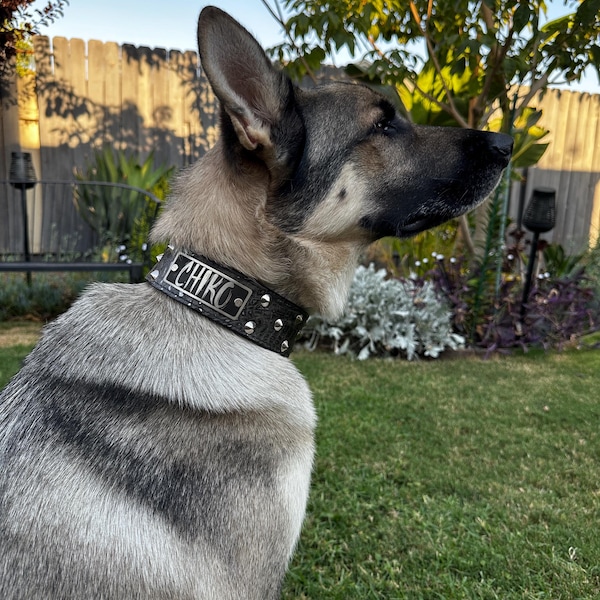 Leather Dog Collar, Personalized Name Plate, Bucket Studded Leather Dog ...