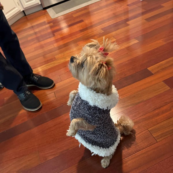 Cora Dog Sweater Crochet Pattern - Beginner Friendly Pattern in 7 Sizes ...
