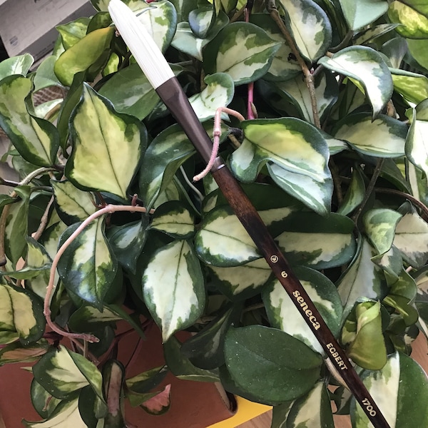 Callia Fine Super Round Brush Set - Etsy