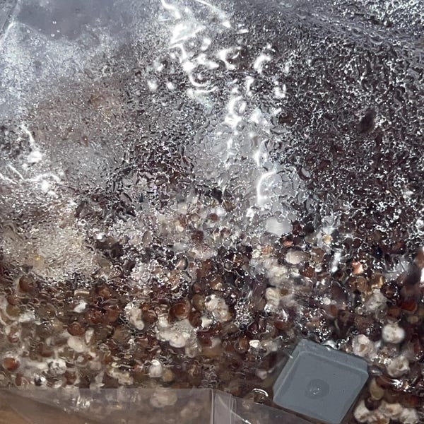 Beginner's Mushroom Grow Kit | Microppose Monotub Easy Cultivation ...