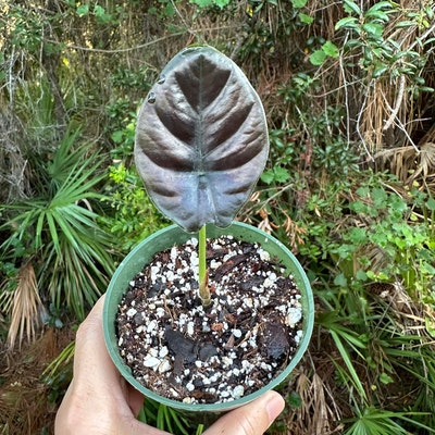 Alocasia Black Infernalis Starter Plant ALL STARTER PLANTS Require You ...