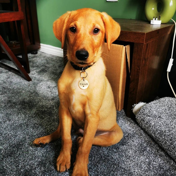 Personalised Dog Tag help Me Find My Humans Handmade Stainless Collar ...