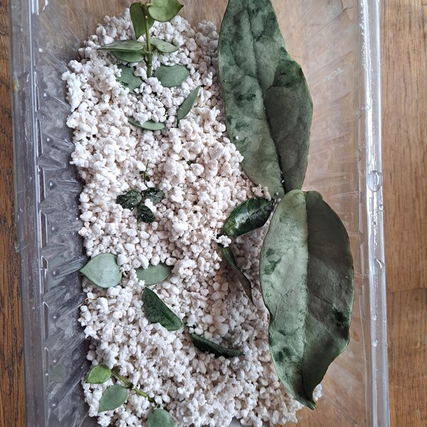 RARE Hoya Mathilde Silver Fresh Cutting Plant Houseplant - Etsy UK