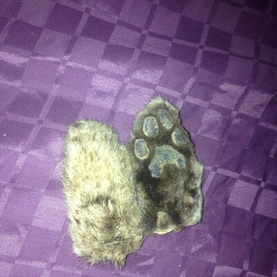 2 Bobcat Feet Real Animal Bone Taxidermy Weird Craft Parts - Etsy