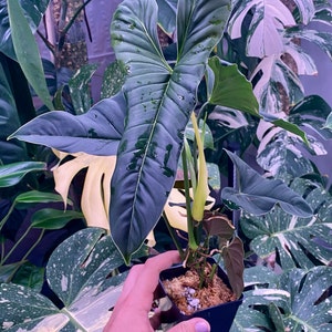 Monstera Sp Indanza Multiple Plants 2330 Rare Exotic Plants Free UPS ...