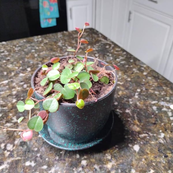 Peperomia Ruby Cascade, Trailing Peperomia, Trailing Plant, Hanging ...