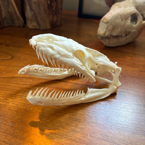 Real Frogfish Skeleton, Anglerfish, Antennariidae, Fish Taxidermy ...
