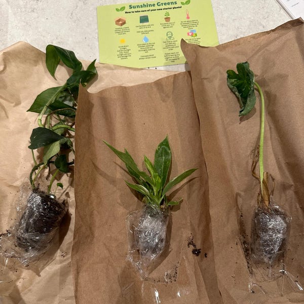 Philodendron White Princess 2 Starter Plant ALL STARTER PLANTS Require ...