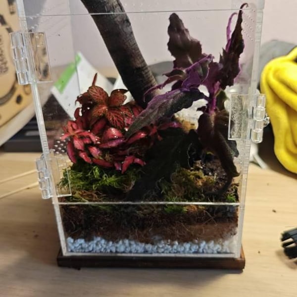 A Unique Terrarium. Starter Set. Terrarium for Tarantulas /spiders ...