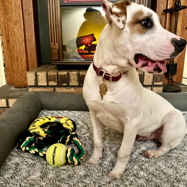 Dog Tag, Pet ID Tag, Dog Name Tag, Dog ID Tag Keyring, Brass ...