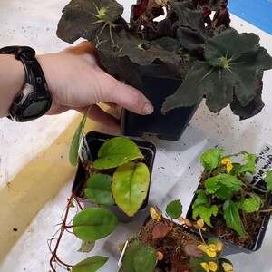 Begonia monica | Etsy