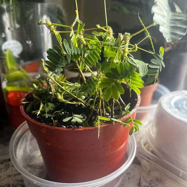 Sensitive Plant | Mimosa Pudica | Rare Plant | Tropical Plant | Live ...