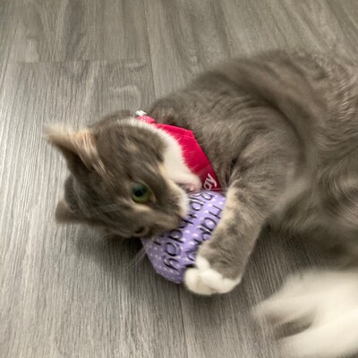 Personalised Catnip Fabric Birthday Balloon Gotcha Day Gift - Etsy UK